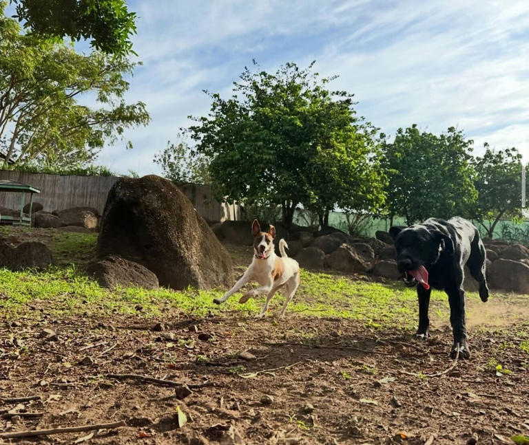 Kama’aina K9 & Fur Angel Foundation expand lifesaving partnership for ...