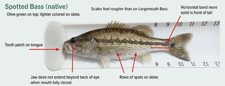 Invasive bass species spreads from western North Carolina to Piedmont Triad