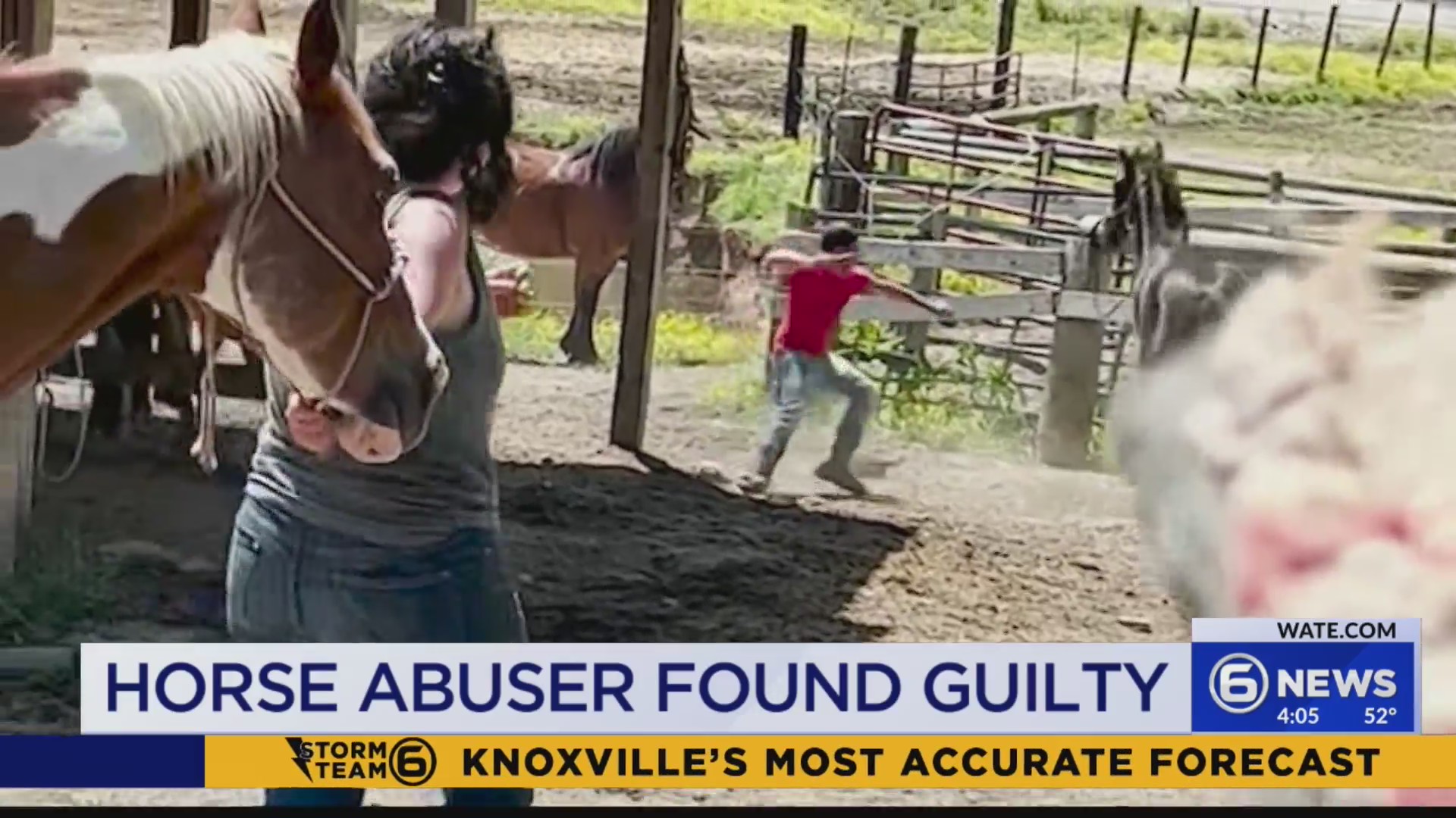 Fired Goldrush Stables employee convicted of animal abuse