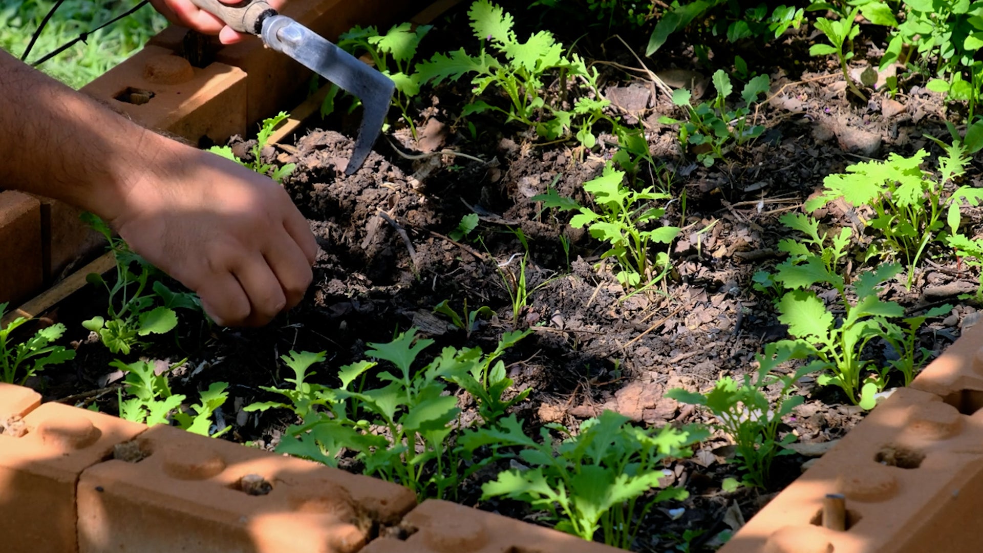 Shady Yard? Here’s What To Plant