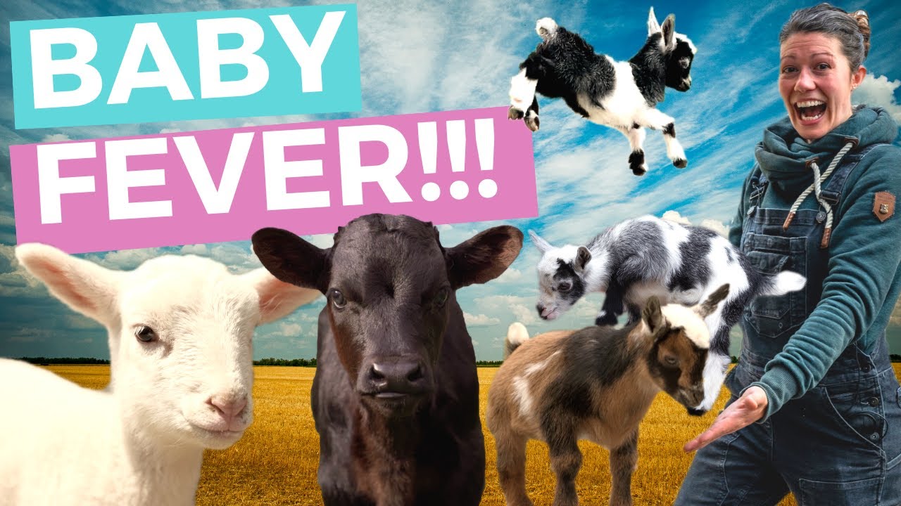 Spring Baby Animals on the Farm