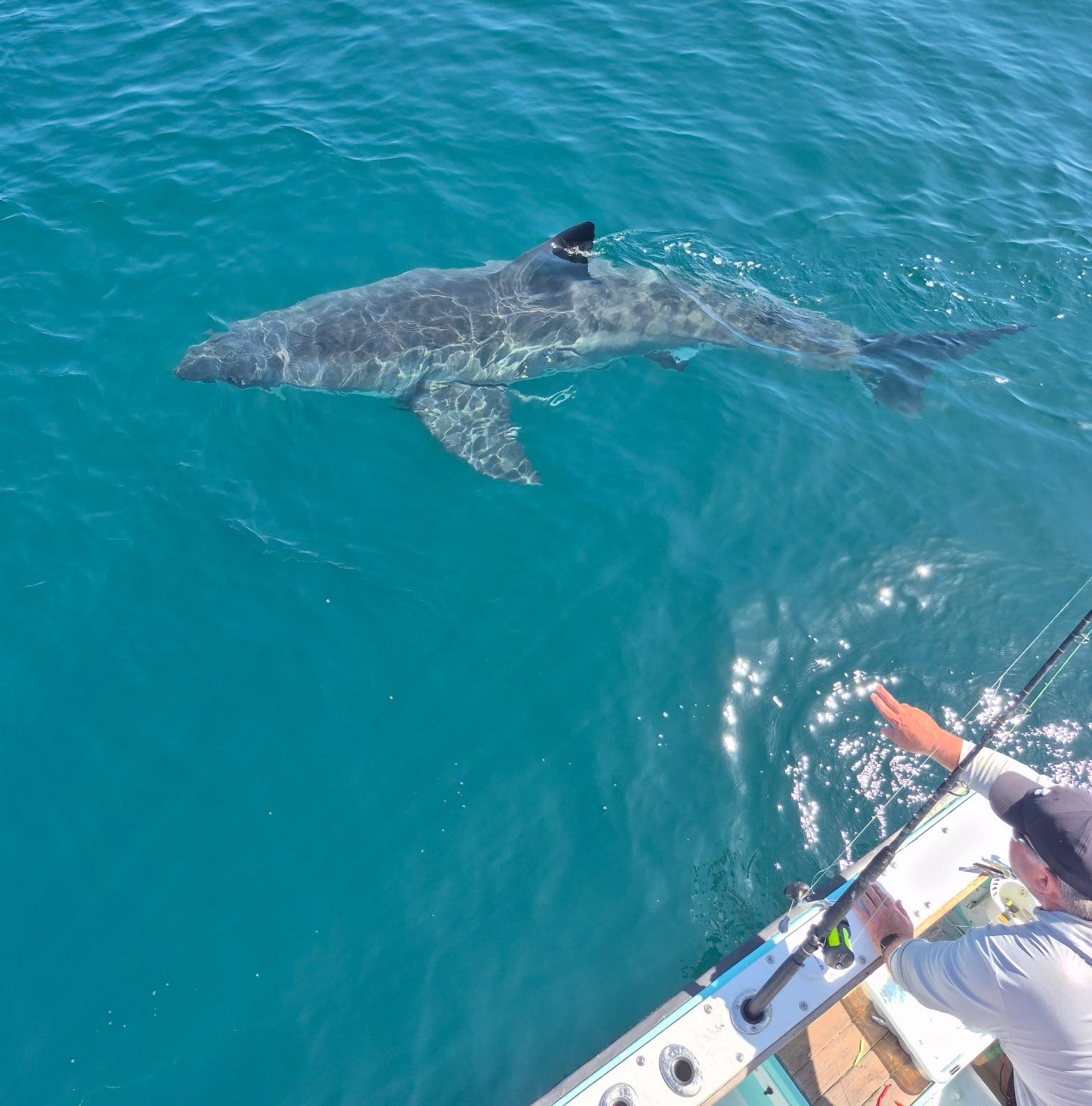 Kentucky tourists got up close look at great white shark while fishing ...