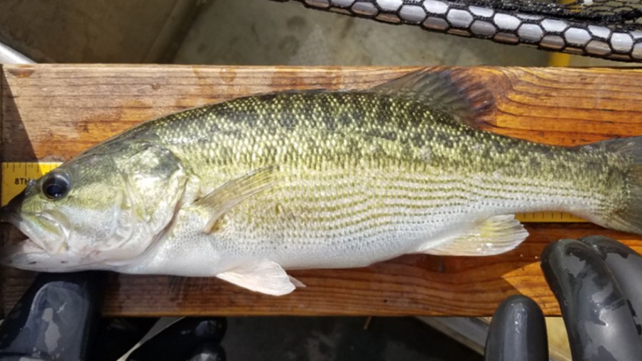 Invasive bass species spreads from western North Carolina to Piedmont Triad