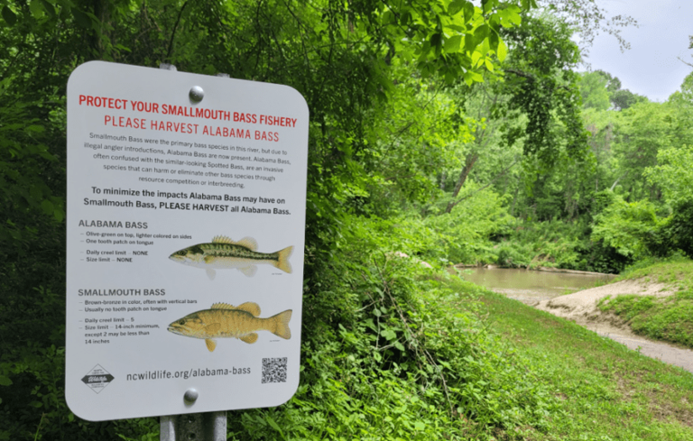 Invasive bass species spreads from western North Carolina to Piedmont Triad