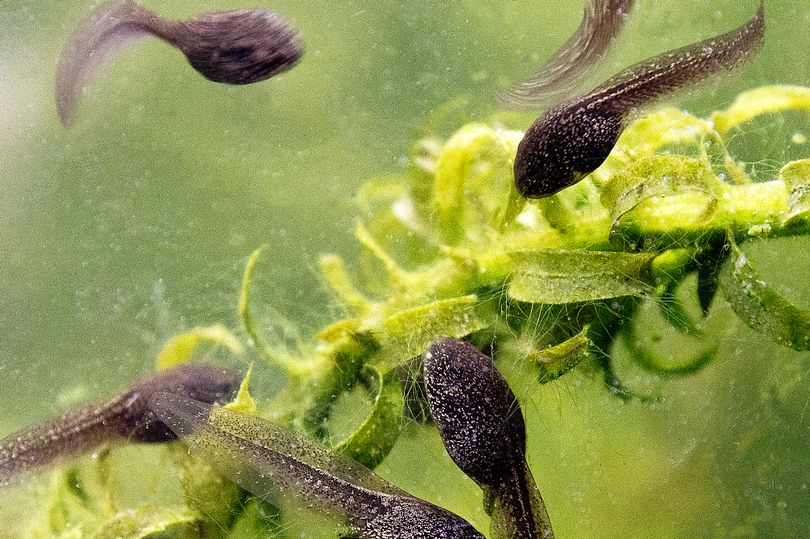 'Genetically modified cannibal tadpoles' set to take on toads in battle ...