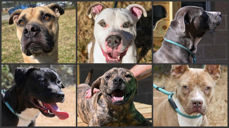 Henrico County hosted its outdoor pop-up adoption event