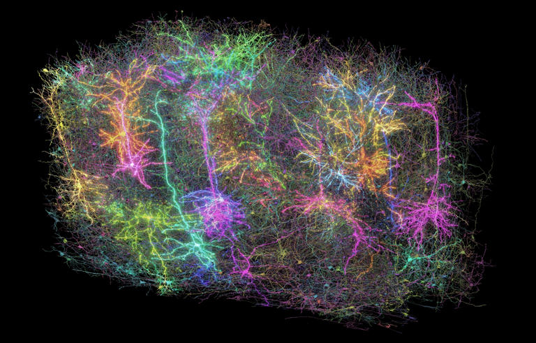 Scientists built largest brain 'connectome' to date by having a lab ...