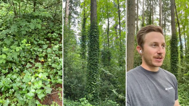 Biologist issues warning about aggressive growth that is common across ...