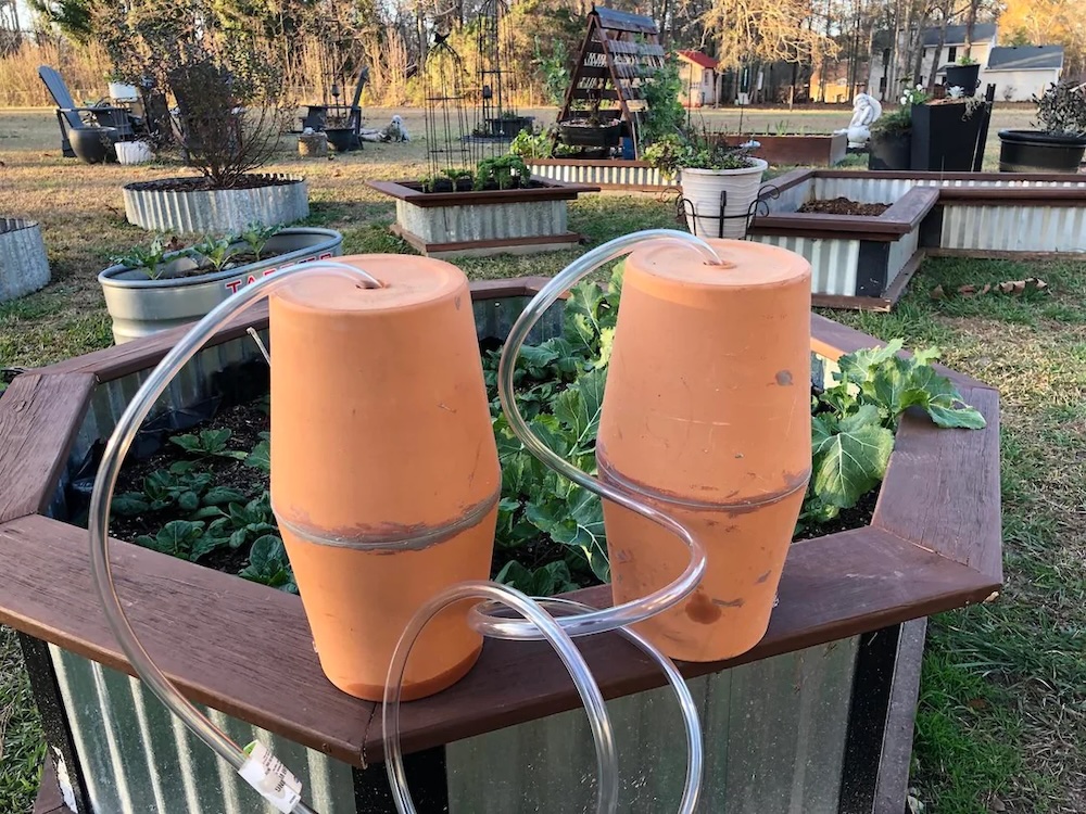 Gardener shares ancient, money-saving hack for healthy and productive ...