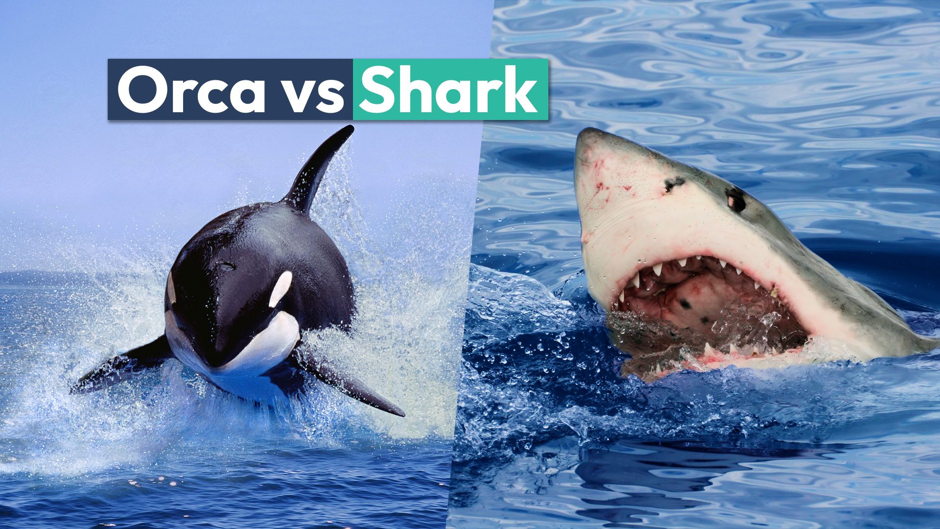 Orca Killing A Great White Shark Was Captured On Video For The First ...