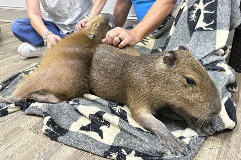 Giant rodents cuddle with visitors at the Capybara Cafe in Florida