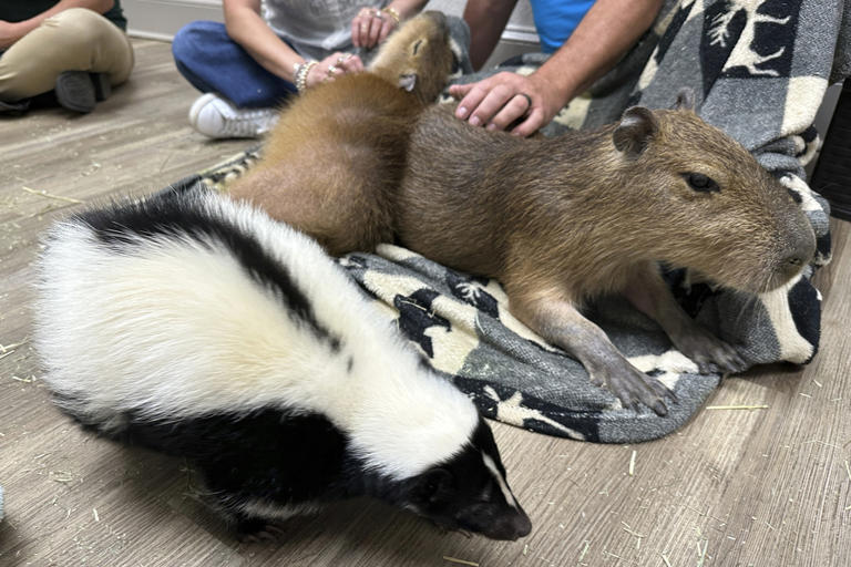 Giant rodents cuddle with visitors at the Capybara Cafe in Florida