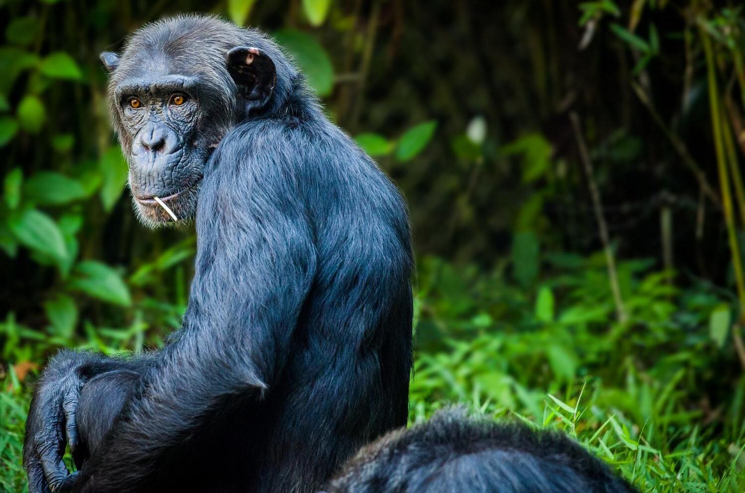 Complete genome sequences of six ape species unveiled