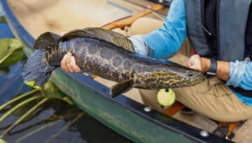 Invasive Northern Snakehead Spreading in Upper Delaware River; You Can ...