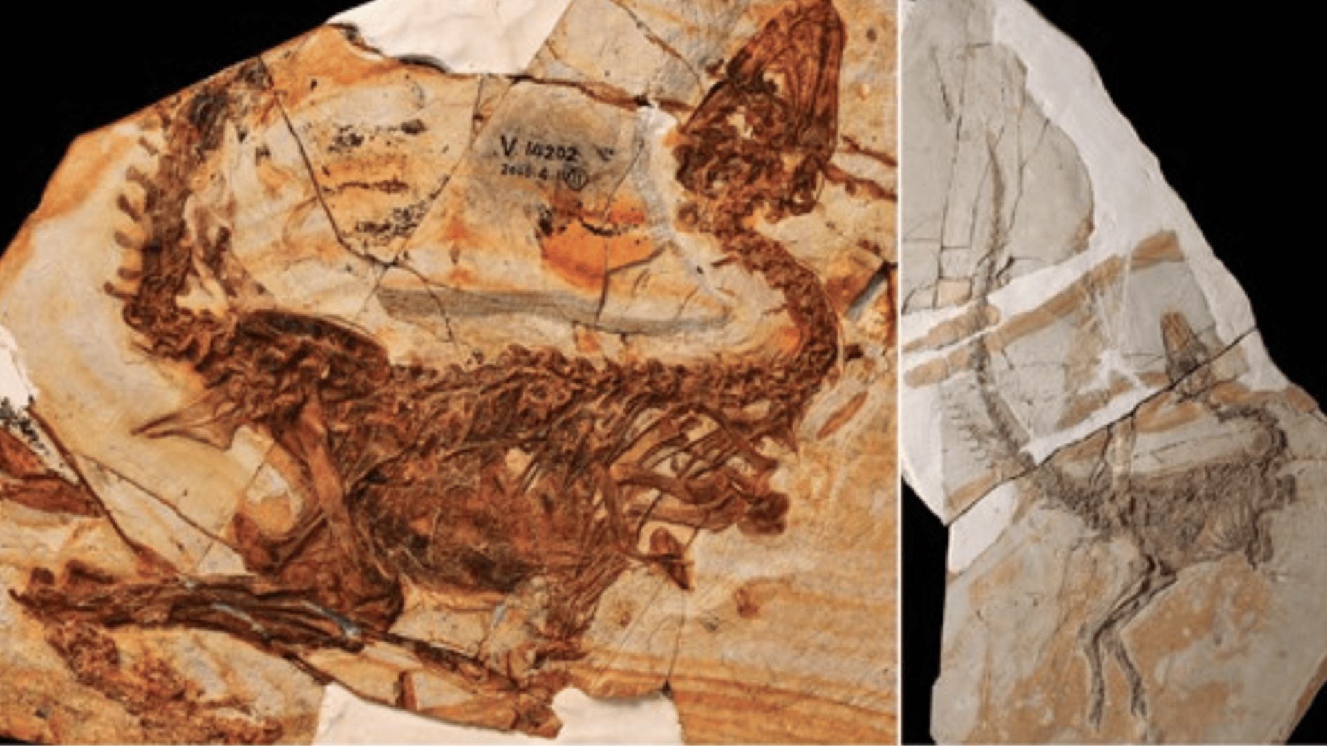 Two new dinosaur species revealed in 125-million-year-old fossil, one ...