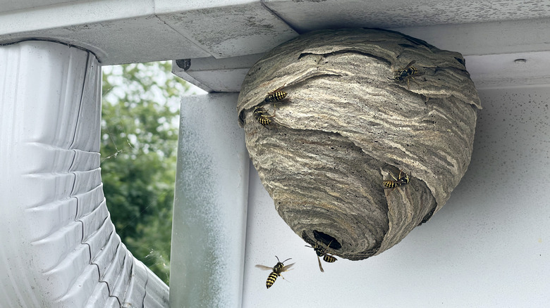 Get Ahead Of Your Wasp Problem With A Spring Time Tip