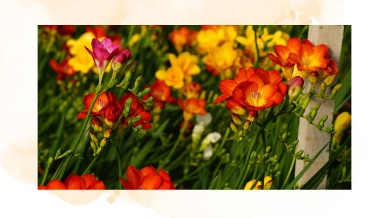 How to plant freesia bulbs: easy steps for colourful summer blooms