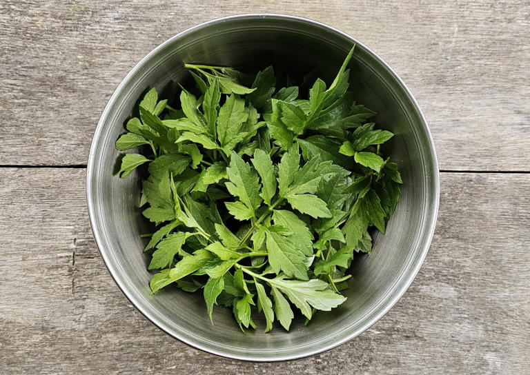 Appalachian Ingenuity: Recipes of Resilience and Comfort - Sochan, a ...