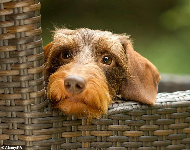 Surge in 'Puppy Prozac' as owners struggle with 'misbehaving' dogs