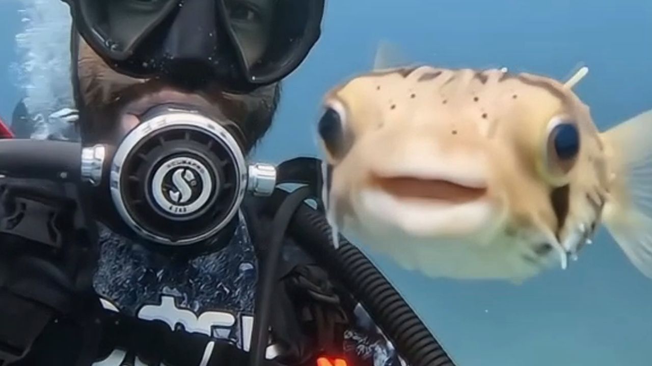 Un poisson amical sourit à l'appareil photo