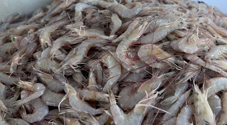 FDA issues warning, investigating after radioactive shrimp bound for ...