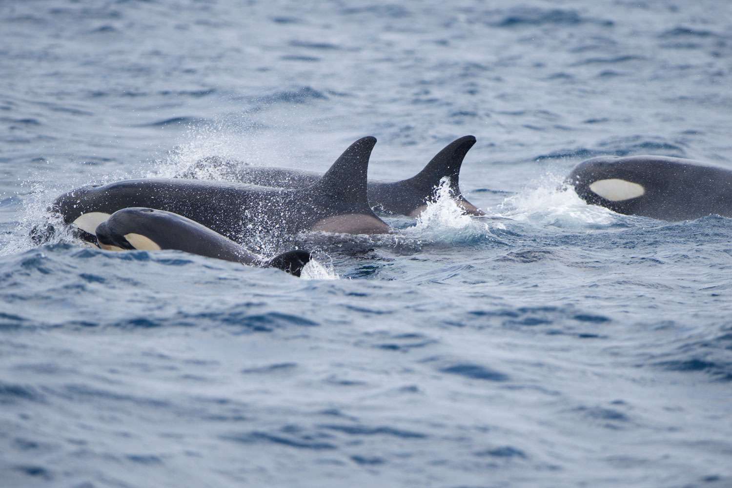 Orca whale population infamous for attacking yachts may have its own ...