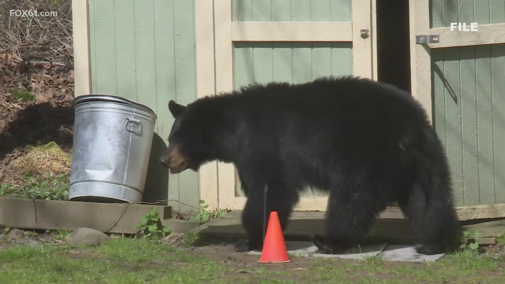 Bear sighting outside Westfarms Mall in Connecticut