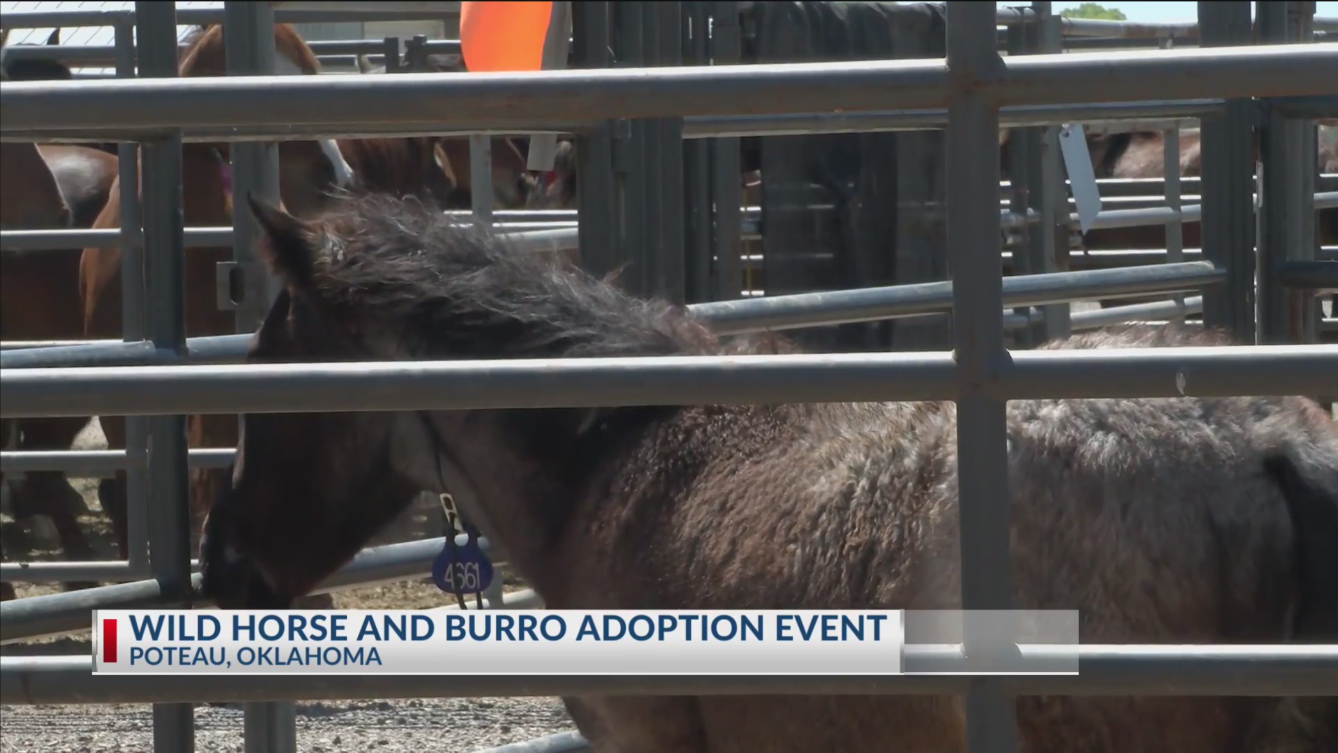 Wild horse and burro adoption event in Poteau