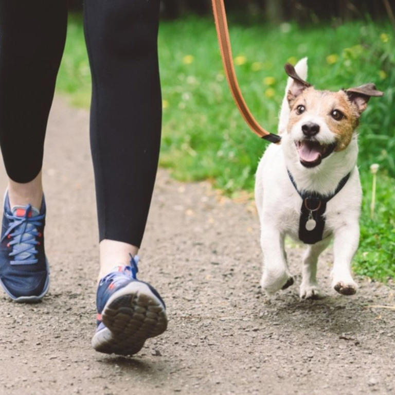 How to stop a dog from pulling on a leash when walking? Learn the Cesar ...