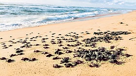 Olive Ridley hatchlings begin seaward journey from rookery at Odisha's ...