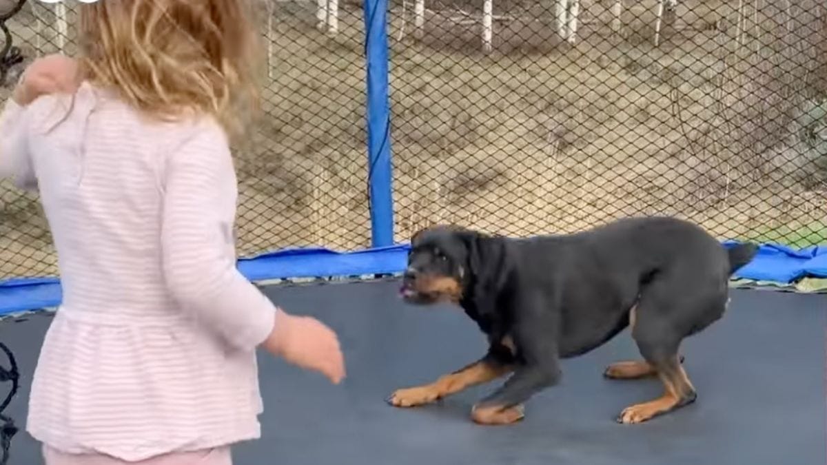 Toddler is joined on trampoline by Rottweiler, no one can believe what ...