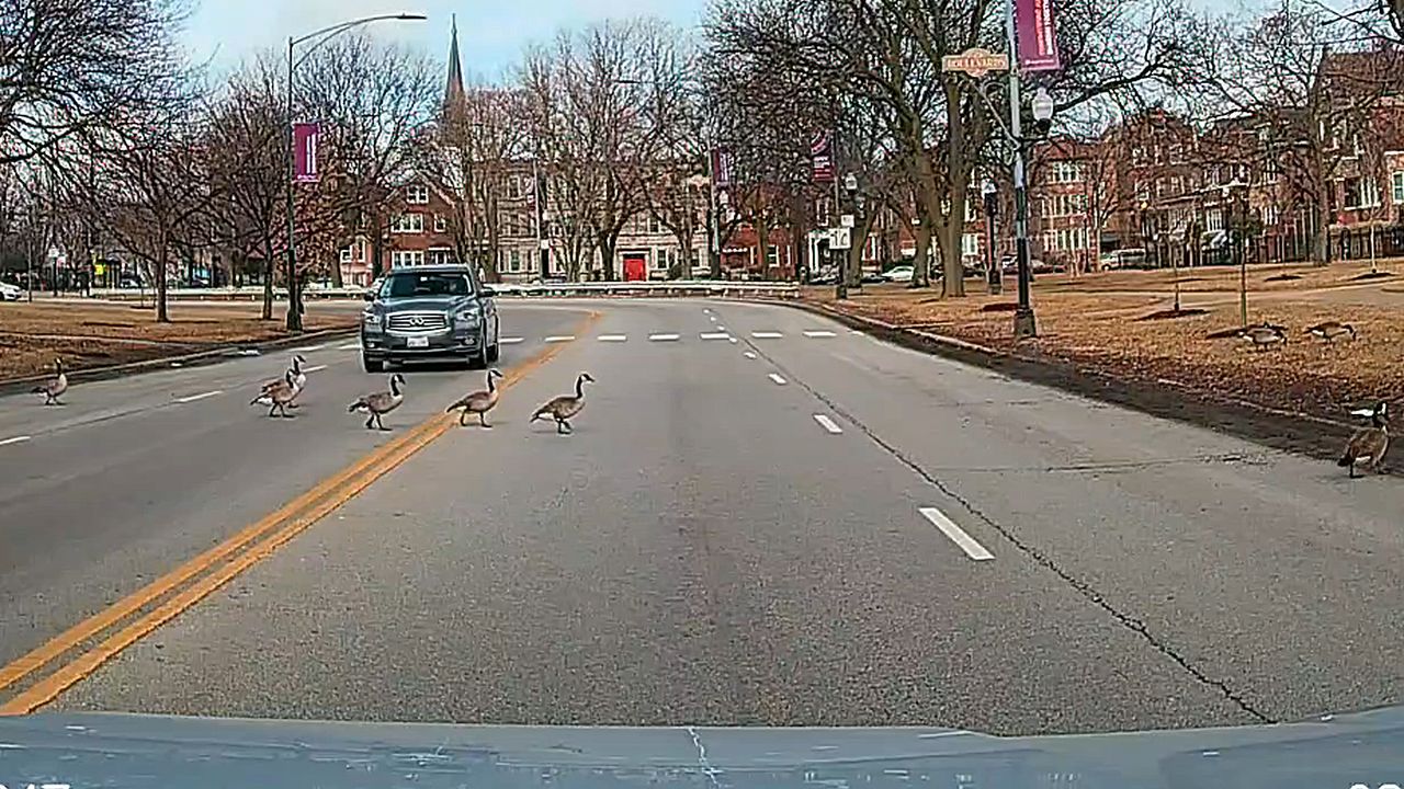Im Zeitlupentempo: Gemächliche Gänse überqueren Straße in Chicago