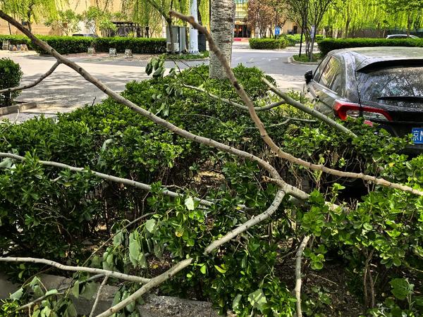 独家：北京极端大风今天进入最强时段 丰台区有树木倒伏砸汽车