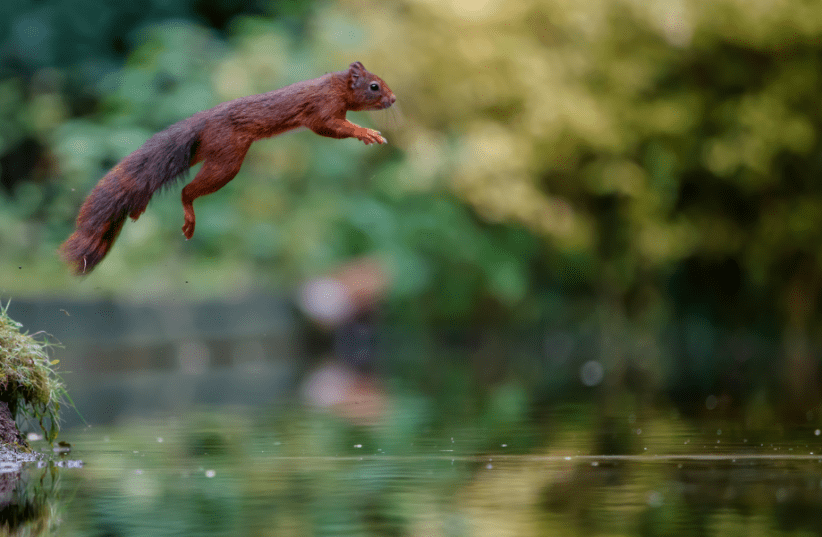 UC Berkeley's 'Salto' robot jumps and balances like a squirrel