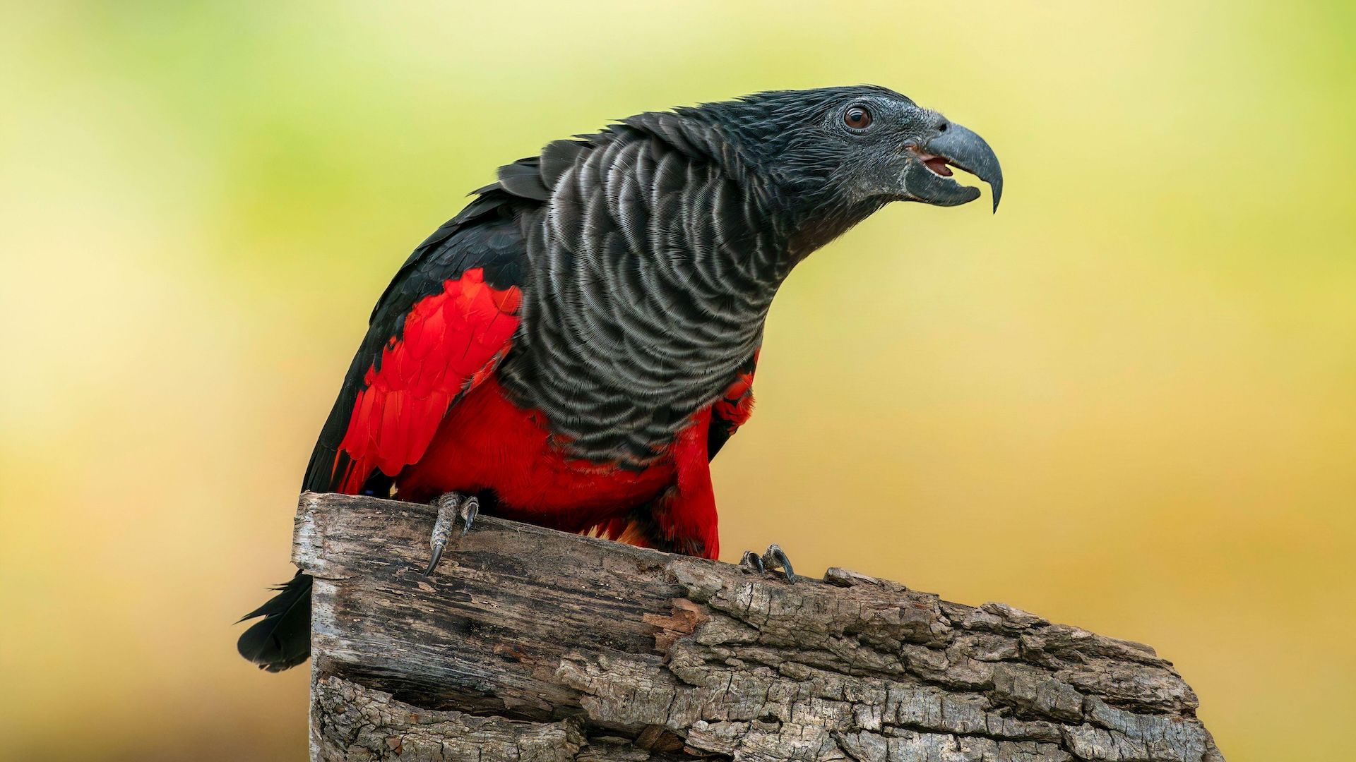 Dracula parrot: The goth bird whose piercing screams echo through New ...