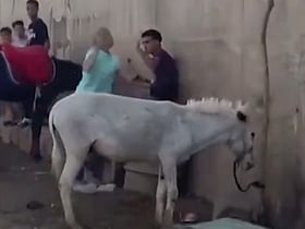 Video: Dutch woman attacks man for beating donkey near pyramids