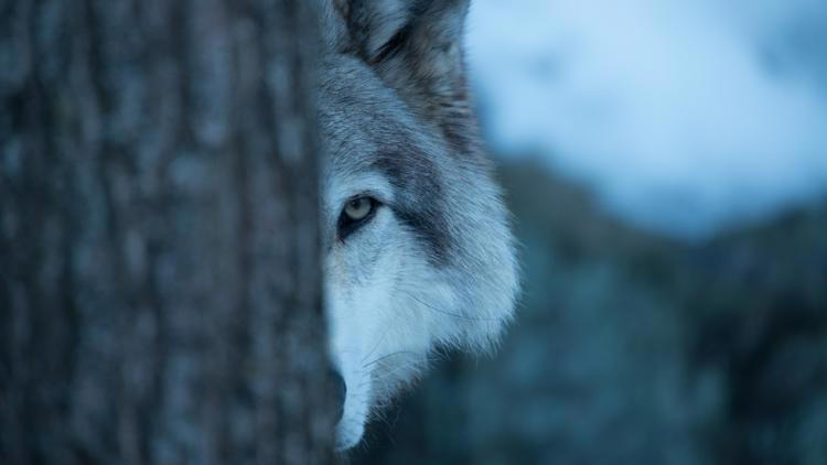 Canadian wolf relocated to Colorado dies in Wyoming, CPW says
