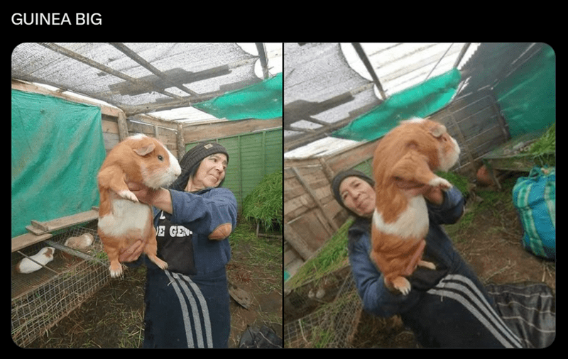 25 Silly Animal Memes Fetching Feral Humor for Hoomans This Weekend