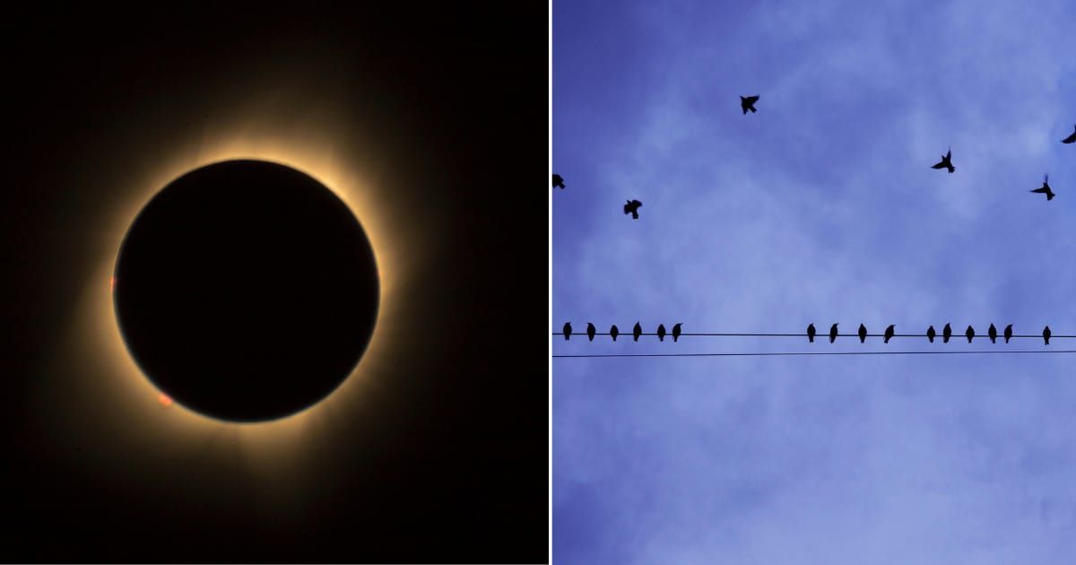 North American Birds Acted Very Strange During The 2024 Solar Eclipse And Scientists Still Don’t ...