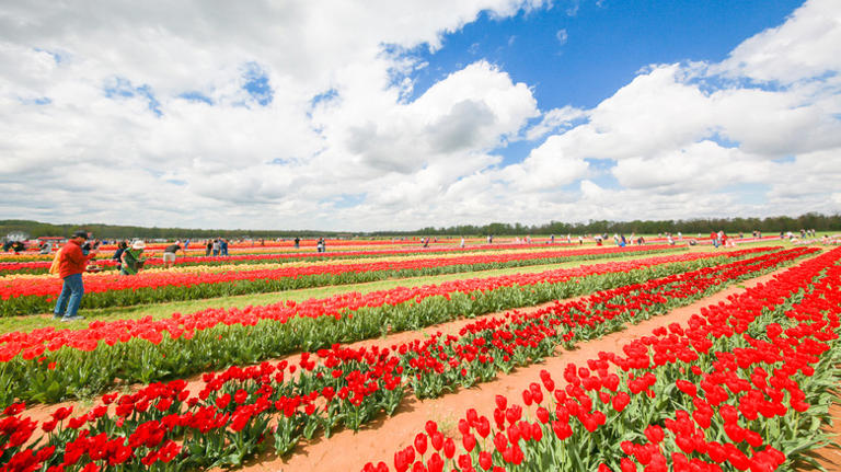 This Breathtaking Dutch-Inspired Flower Farm In New Jersey Is A Spring ...