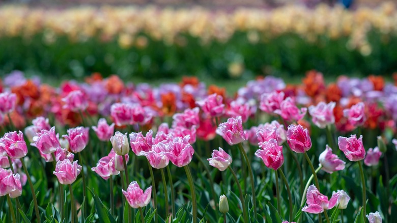 This Breathtaking Dutch-Inspired Flower Farm In New Jersey Is A Spring ...