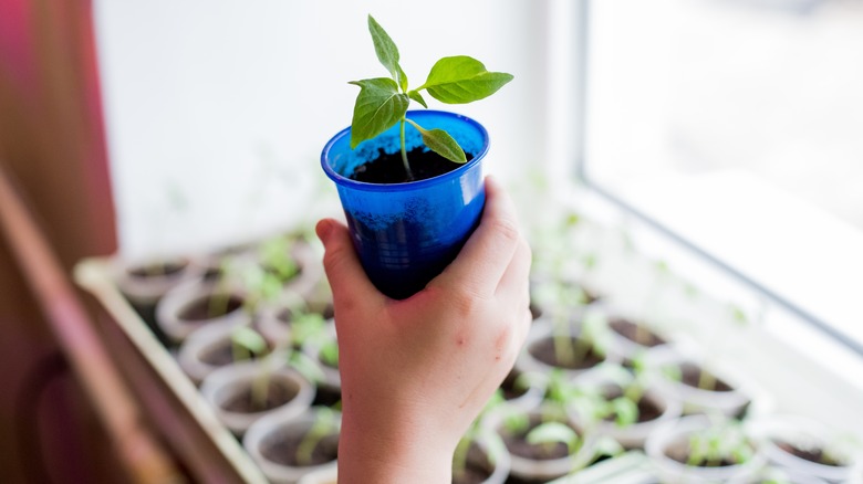 What Is The Double Cup Seedling Method And Could It Help Your Plants?