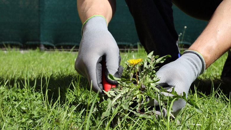 The Unconventional Yet Effective Sugar Hack For A Weed-Free Lawn