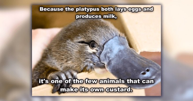 25 Silly Animal Memes Fetching Feral Humor for Hoomans This Weekend