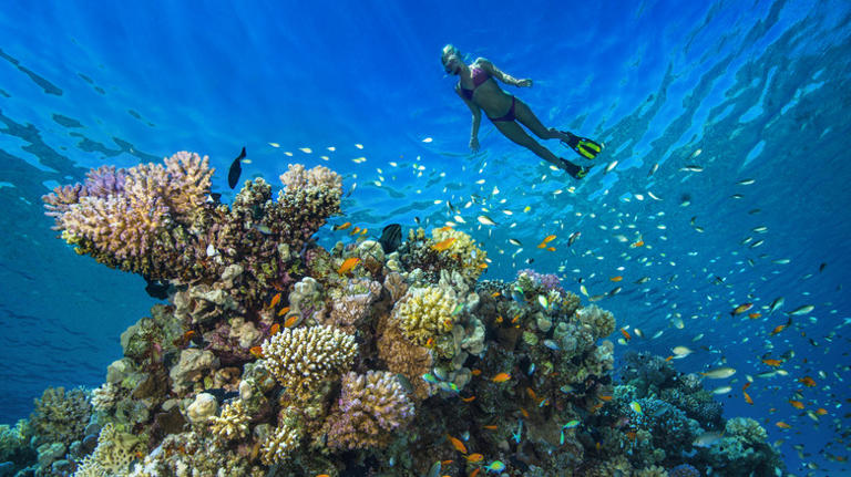 One Of The Caribbean's Most Underrated Stretches Of Coast Is A Protected Coral Reef Haven In Antigua