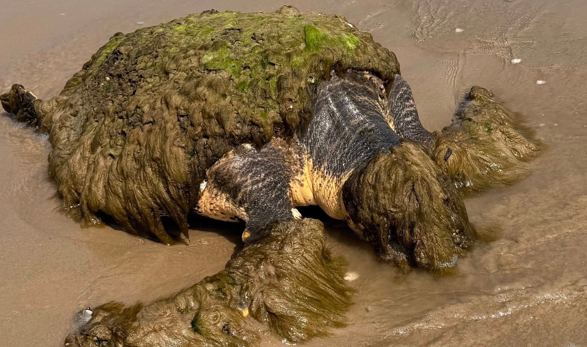 See it: Sea turtle rescued on Texas beach after washing up covered in ...
