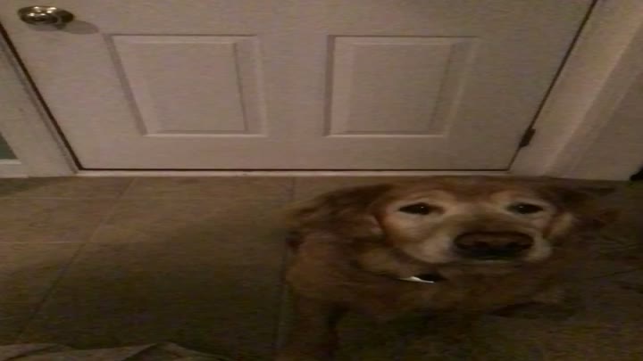 Missed Treat? This Dog’s Reaction Is Comedy Gold