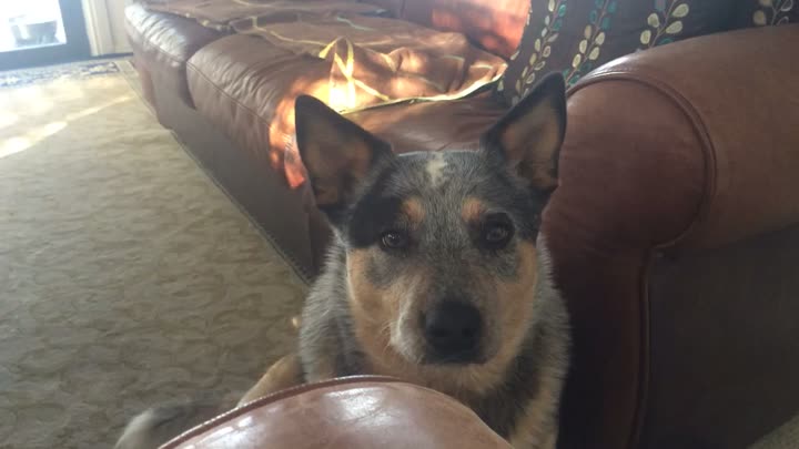 Whining Pup Chats It Up With Owner Like a Pro