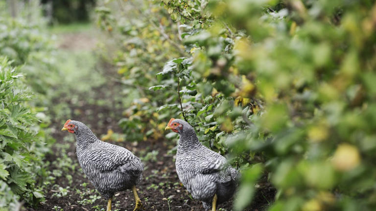Best plants for a chicken run – 7 fragrant and floral plants for happy ...