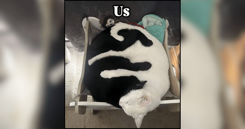 21 Vampiric Memes for Couples Who Bond Over Horror, Black, and Macabre